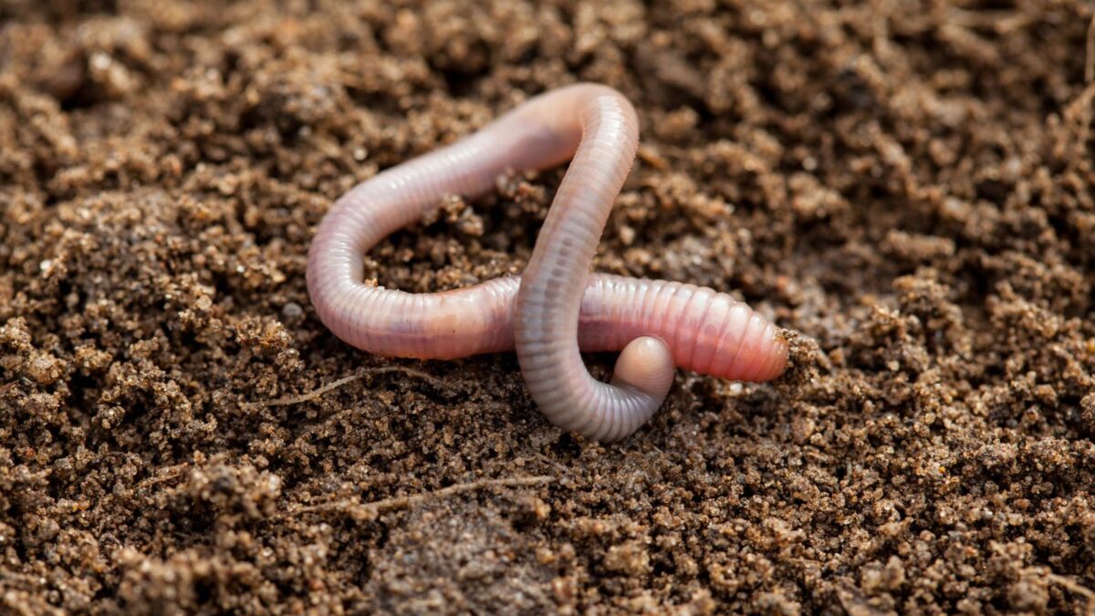 12 Animals You Could Probably Beat in a Fight