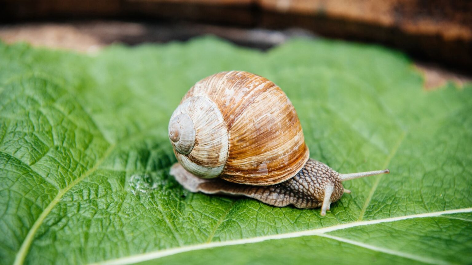 12 Animals You Could Probably Beat in a Fight
