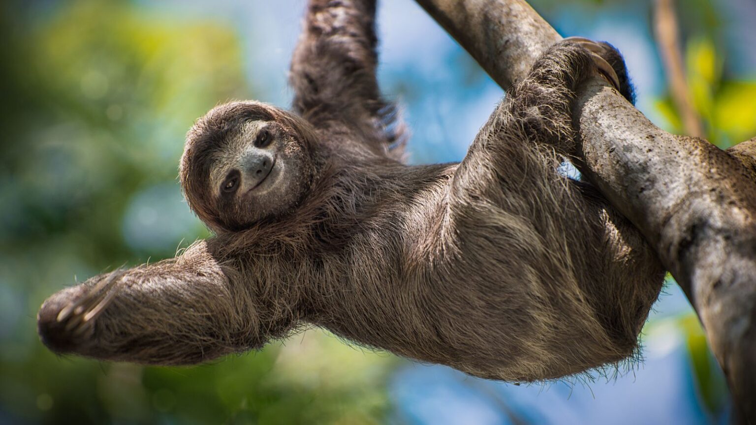 12 Animals You Could Probably Beat in a Fight