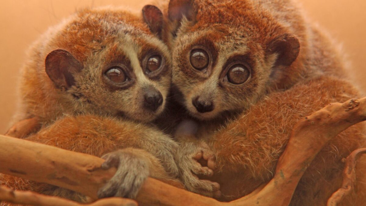 12 Animals You Could Probably Beat in a Fight