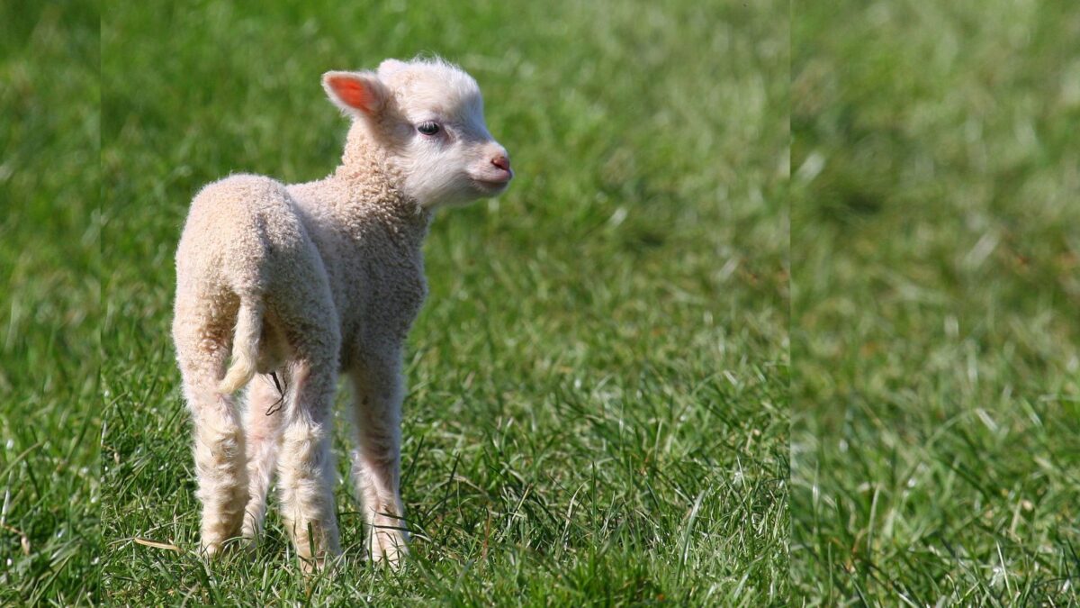 11 Weird Things Kids Bring For Show and Tell